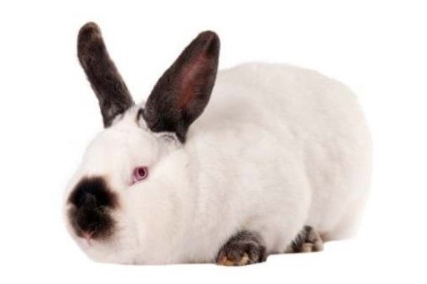 about rabbit